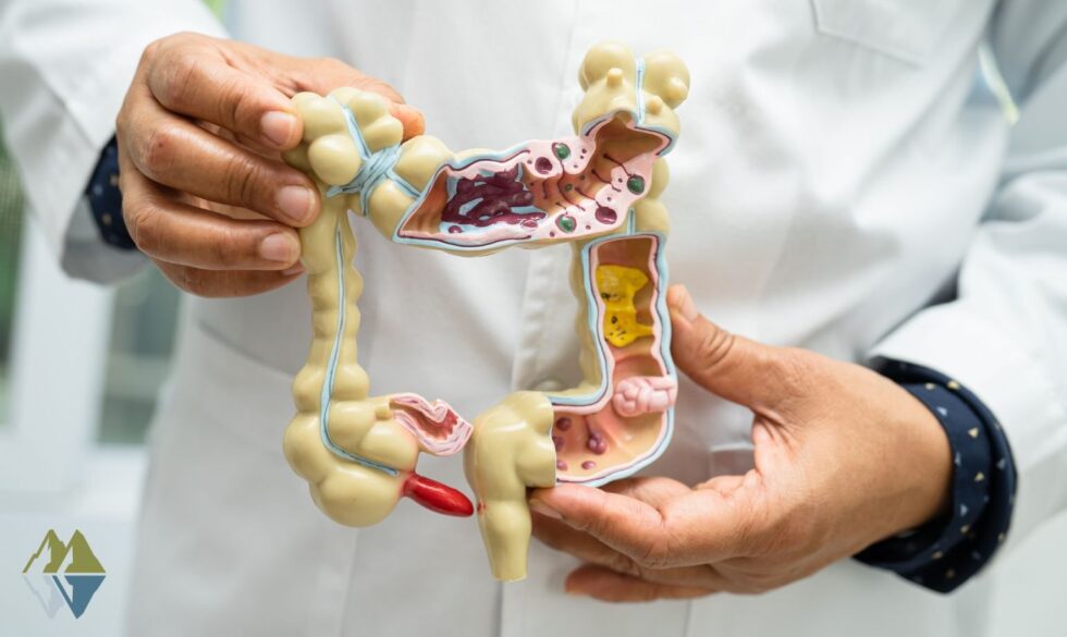 Gut Health: Why does it Matter? - Mountain View Vital Medicine